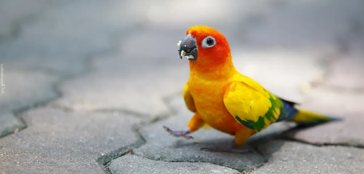 La Diversidad De Los Psitaciformes Loros